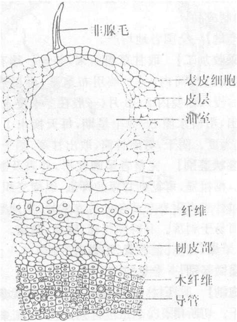 茎的横切面结构示意图 茎的横切面 叶片示意图及名称 第9页 大山谷图库