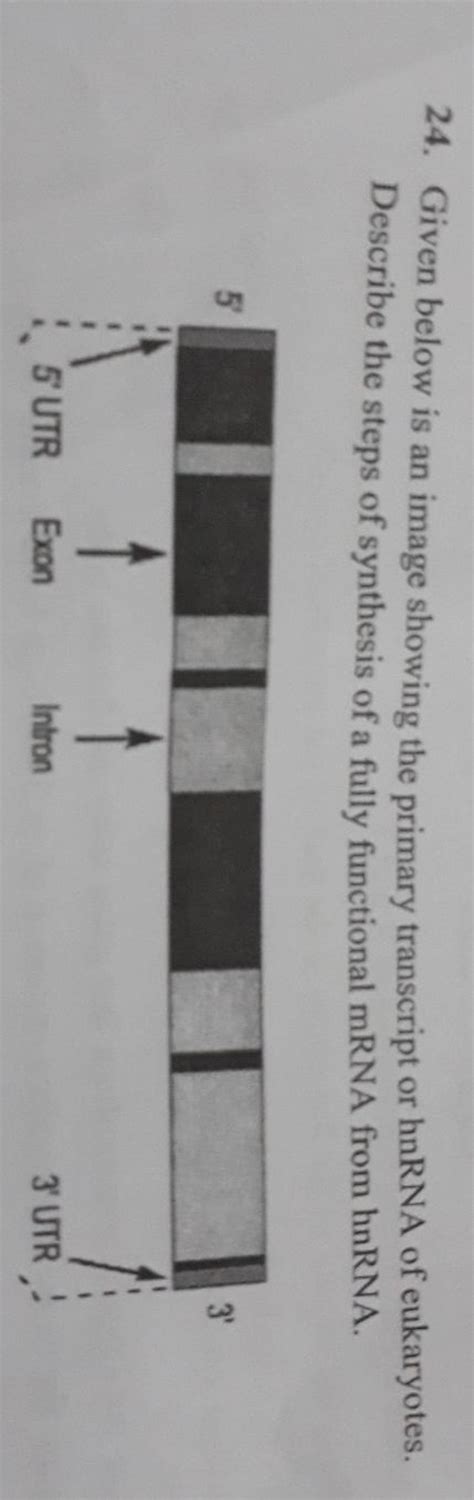 24 Given Below Is An Image Showing The Primary Transcript Or Hnrna Of Eu