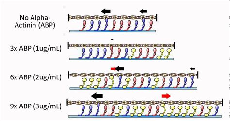 Alpha Actinin Assay Simus Youtube