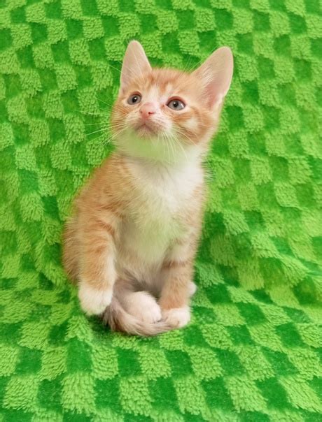 Спб Ло Два рыжих бандита ищут дом и ответственных хозяев Мальчикам 2