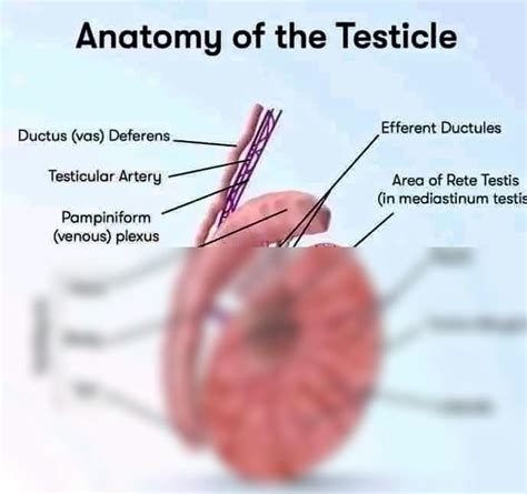 Anatomy Of The Testicular Sac At Chelsea Pugliese Blog