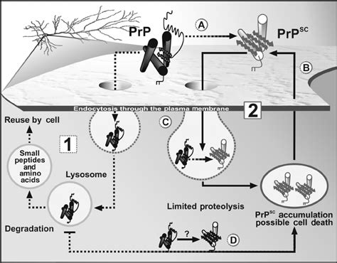 Cellular Processing Of Prp 1 Cellular Prp Is Processed Like Many Download Scientific Diagram