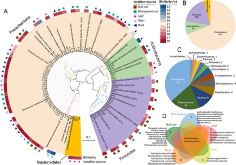 Taxonomic Analysis Of The Isolated Representative Strains A Download Scientific Diagram