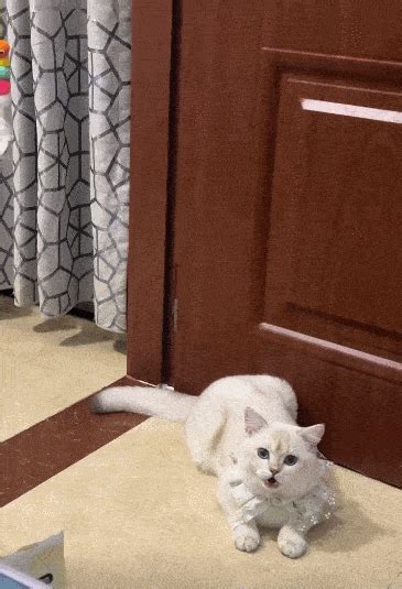 猫太胖舔不到屁股毛主人直接剃掉露出性感大翘臀像穿了开裆裤 猫咪 地方 空调