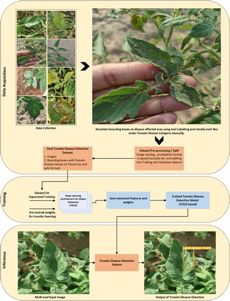 The End To End “tomato Disease Classification Detection System Download Scientific Diagram