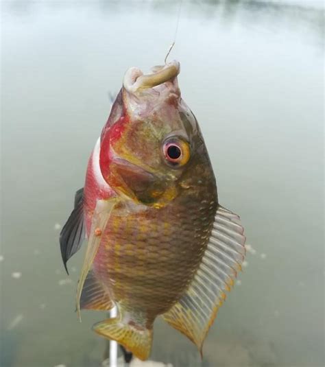 羅非魚如何釣試試這幾招收穫滿滿 壹讀