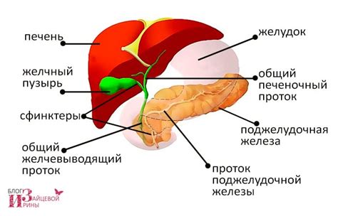 Где расположена печень у человека фото и как болит