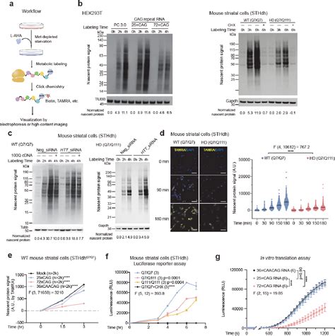 Figure 2 From The Gelation Of Cytoplasmic Cag Repeat Expansion Rnas Suppresses Global Protein