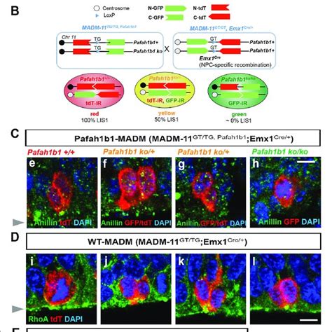 Cleavage Plane Formation And Positioning In The Neocortical Neural Download Scientific Diagram