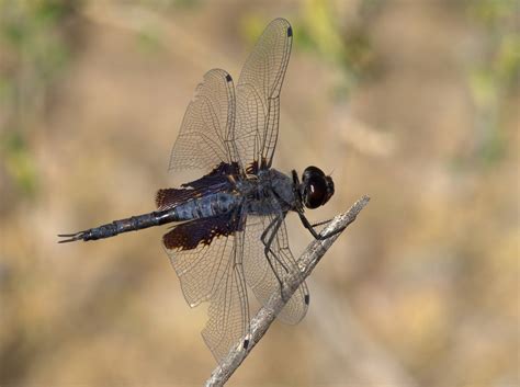 Black Saddlebags Arizona Dragonflies