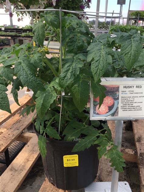 The Basics Of Crop Rotation Hook S Greenhouse