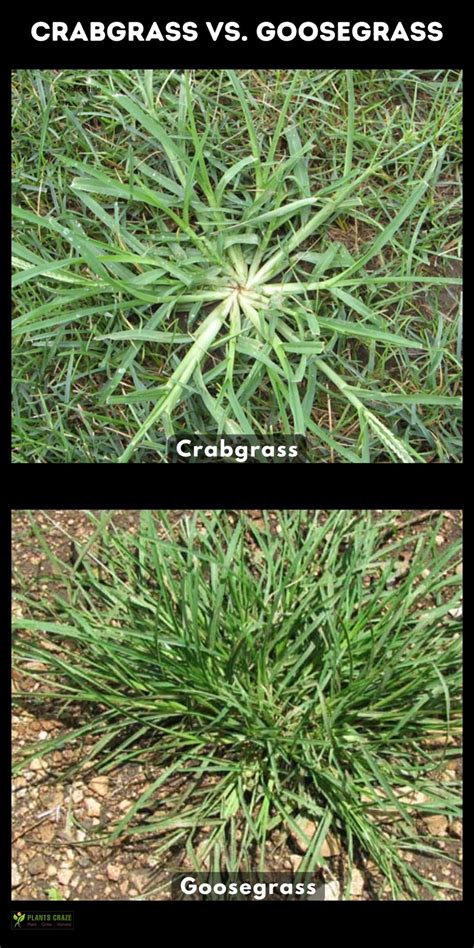 Goosegrass Vs Crabgrass Lets Differentiate Between Weeds