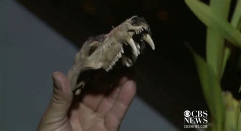 100 Pound Python Caught Snacking On Cat In Florida Suspected In Missing Rabbits New York