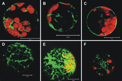 Subcellular Localisation Of Vo Subunits And Proteolipid Constructs