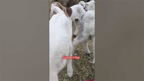 بکری کا خوبصورت بچہ Youtube