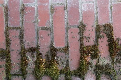 Brick With Algae Growth On Wall Texture X