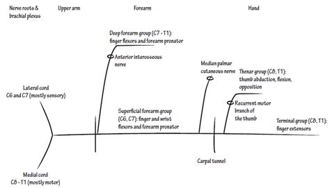 Median Nerve Course And Innervation Medchrome Images