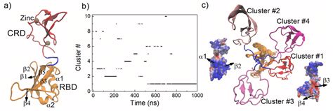 Configurations Of C Raf RBD CRD In Solution A Starting Configuration Download Scientific