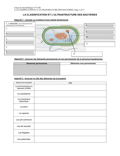 La Classification Et L`ultrastructure Des Bacteries