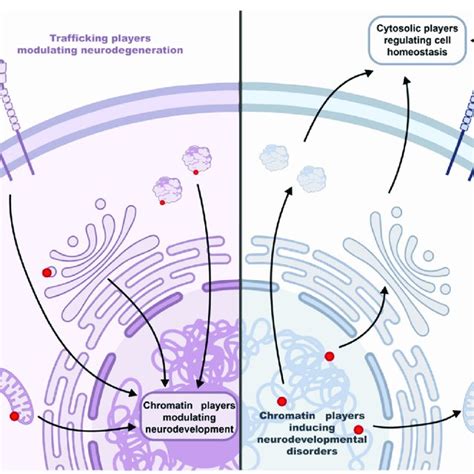 Mitochondrial Retrograde Signaling The Mitochondrial Integrated Stress Download Scientific
