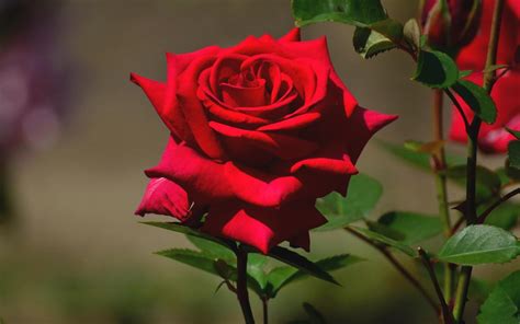 Wallpaper Natural Rose Flower At Melvin Jones Blog