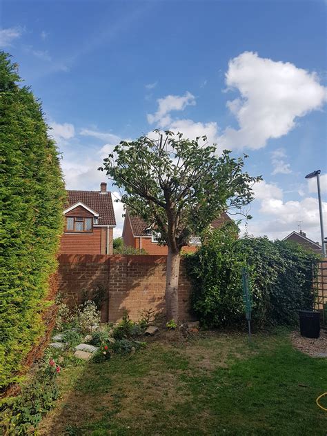 Crown Reduction Treedom