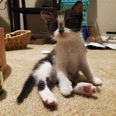 Toebean Model Toebeans