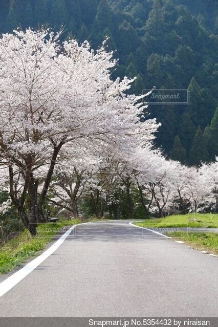 桜咲く道の写真・画像素材[5354432] Snapmart（スナップマート）