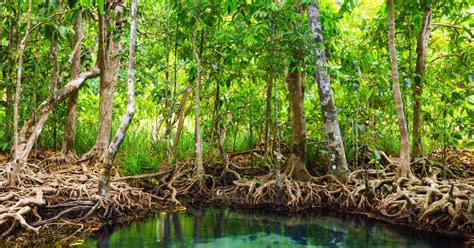 Mangroves The Roots Of The Ocean Scuba Diver Life