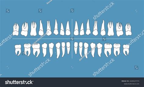 Human Dentition Infographic Chart Teeth Isolated Stock Vector Royalty