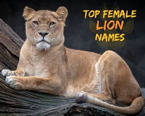 30 Top Female Lion Names Best Names For A Lioness