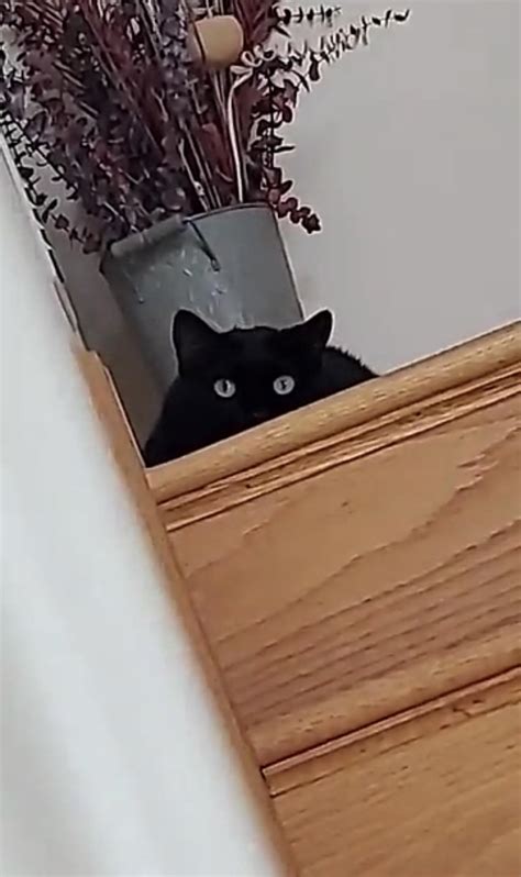 The Blob Rcats