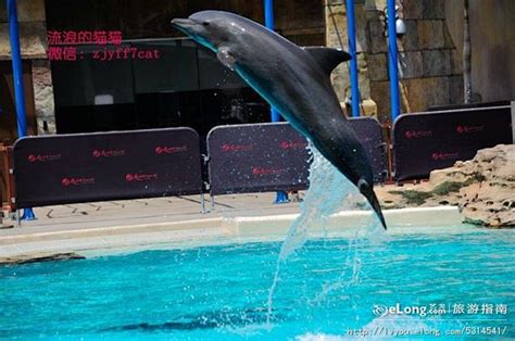 【新加坡】圣淘沙，与海豚第一次亲密接触 流浪的猫猫旅游攻略