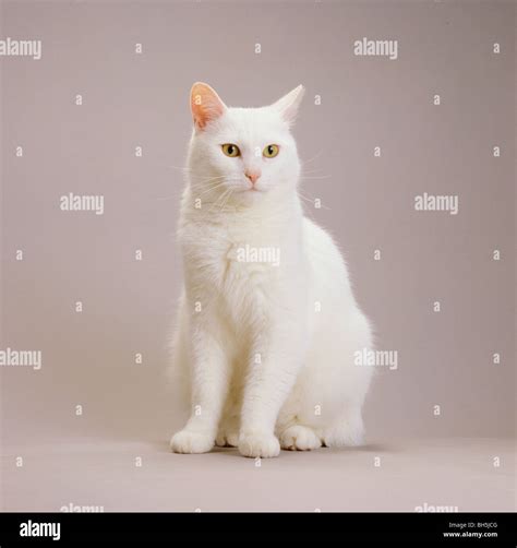 White Cat Sits On Cut Out Stock Images And Pictures Alamy