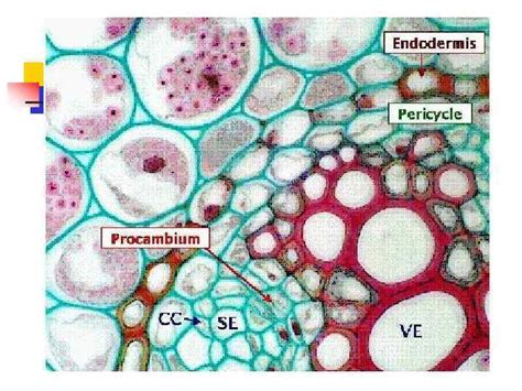 АНАТОМІЧНА БУДОВА КОРЕНЯ ФУНКЦІЇ КОРЕНЯ — вбирання
