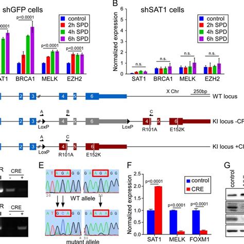 Polyamine Catabolism Is Necessary For Sat1 Transcriptional Activity A