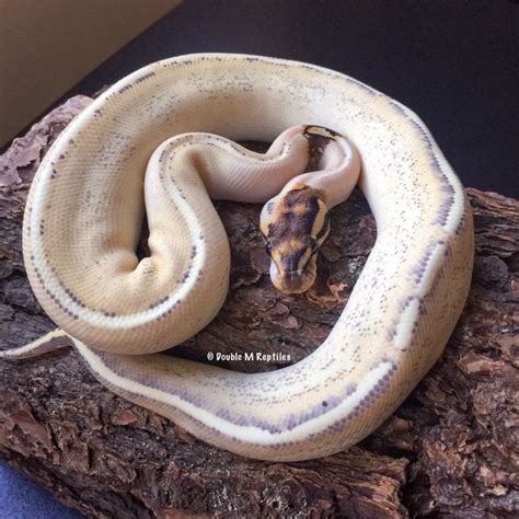 Paradox Puma Ball Python Ball Python Morphs Pet Snake Beautiful Snakes