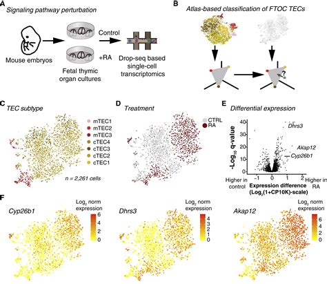 A Single Cell Transcriptomic Atlas Of Thymus Organogenesis Resolves Cell Types And Developmental