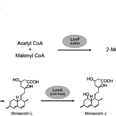 Biosynthetic Pathway For Lovastatin In A Terreus Lovb Is The Download Scientific Diagram