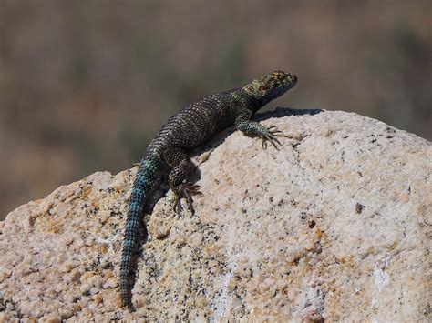 Review Of Olympus Om D Em 1 Camera Field Herp Forum