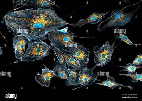 Lung Cells Immunofluorescence Light Micrograph Of Pulmonary