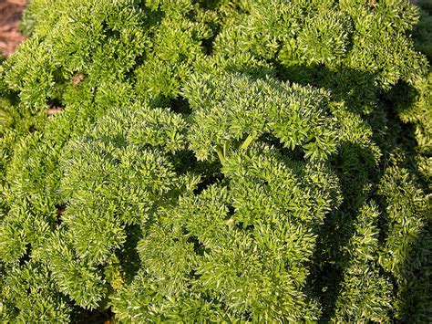 Parsley Diseases And Pests Description Uses Propagation