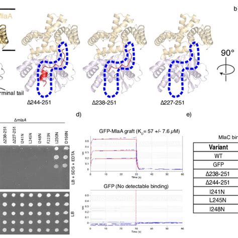 Deep Mutational Scanning And Identification Of Functionally Important