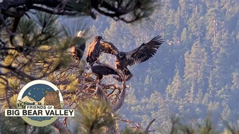 Bald Eagle Nests On Live Feed Cameras