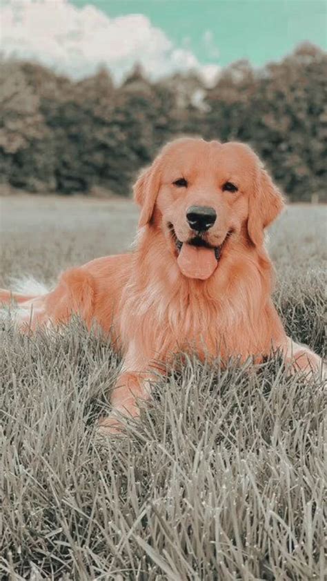 Dog Aesthetic In 2022 Cute Dog Wallpaper Dog Wallpaper Cute Dogs