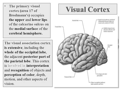 Localisation Of Function In The Cerebral Cortex — Neuroscience — Psychstory Localisation Of Function In The Cerebral Cortex — Neuroscience — Psychstory