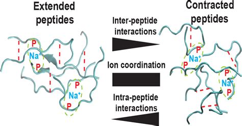 Clustering Of Rna Polymerase Ii C Terminal Domain Models Upon Phosphorylation The Journal Of