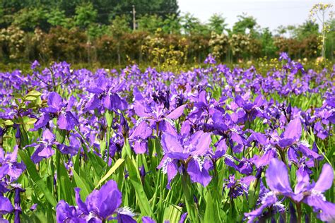 鸢尾图册360百科
