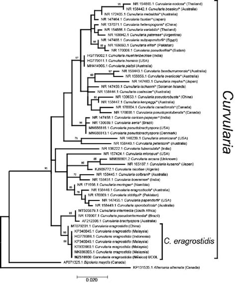 Molecular Phylogenetic Analysis Of Curvularia Species Based On The Download Scientific Diagram