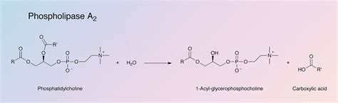 Phospholipase A2 Worthington Enzyme Manual Worthington Biochemical